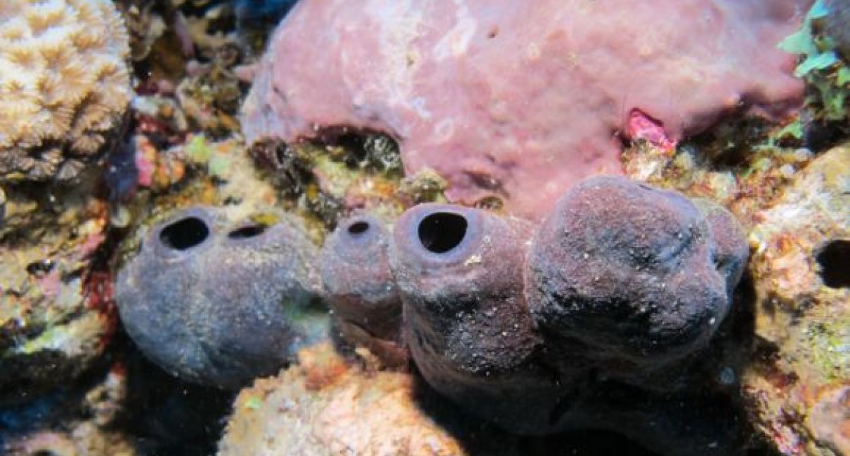 Eilat’s Sponges’ Unique Way to Deter Predators | Tel Aviv University ...