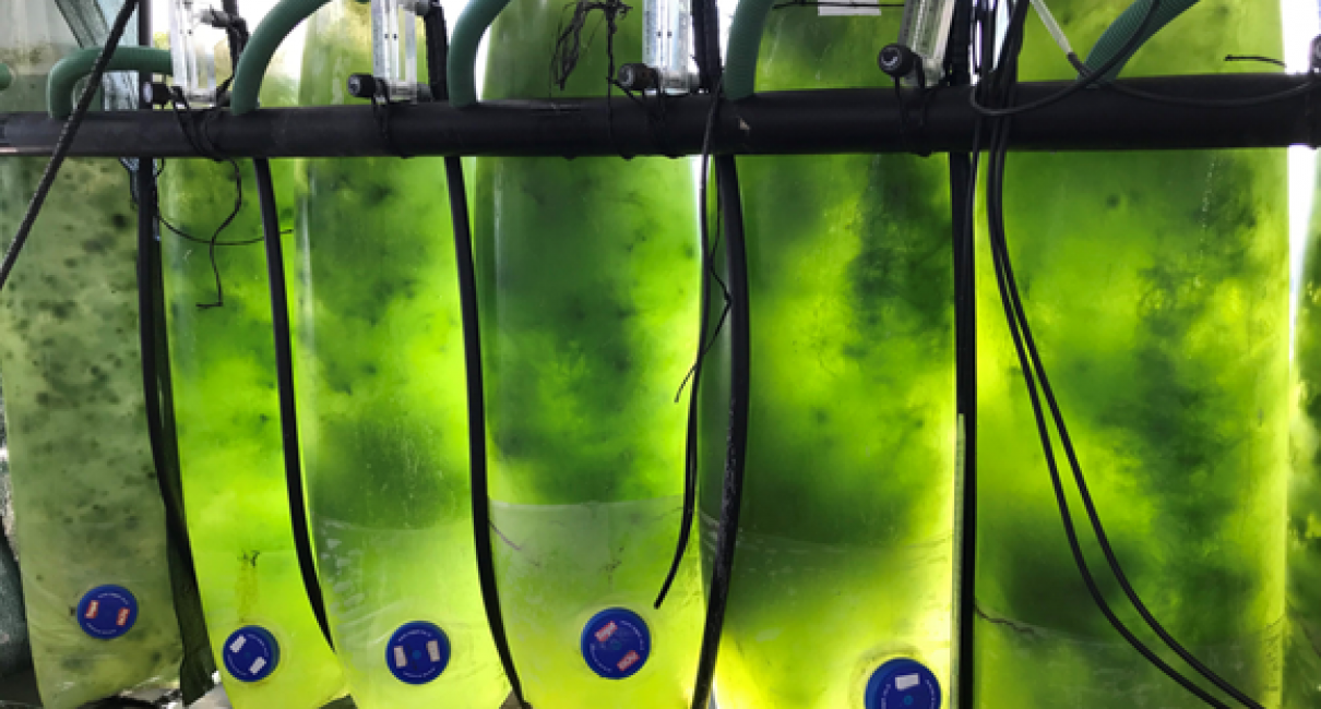 Seaweed – A Promising Defense Against Covid-19 | Tel Aviv University ...