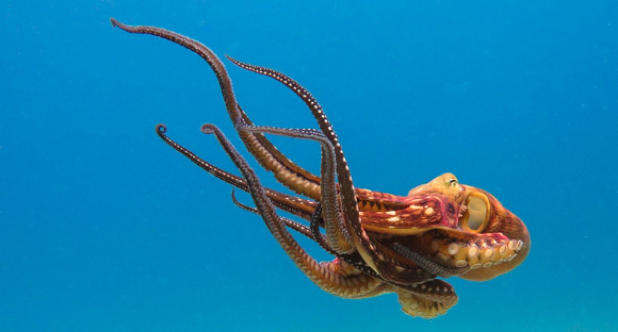 How did squids become so smart? | Tel Aviv University | Tel Aviv University