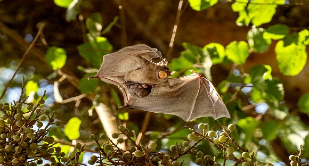 How Do Bats Get Street-Smart? | Tel Aviv University | Tel Aviv University