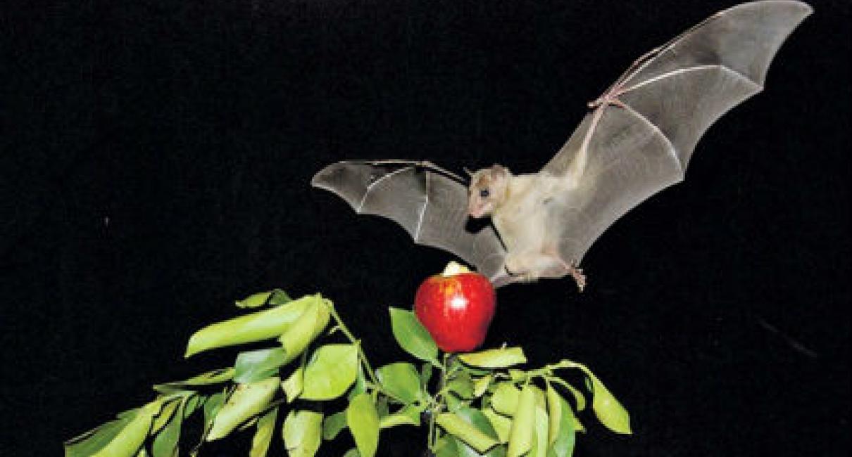 New Bat Laboratory to Help Decipher Human Neurology | Tel Aviv ...