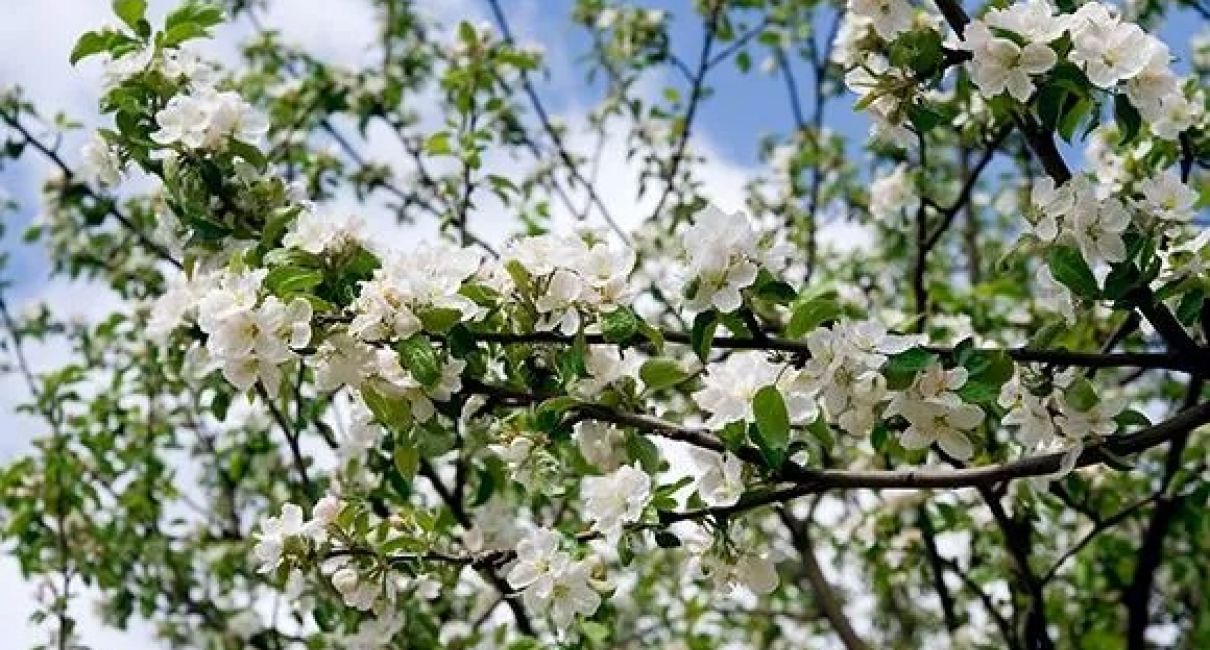 The Magnificent TAU Trees | Tel Aviv University | Tel Aviv University