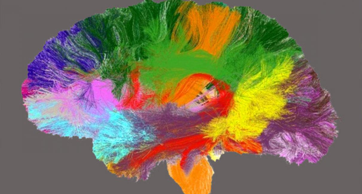 TAU-led project to create brain ‘atlas’ hailed a success | Tel Aviv ...