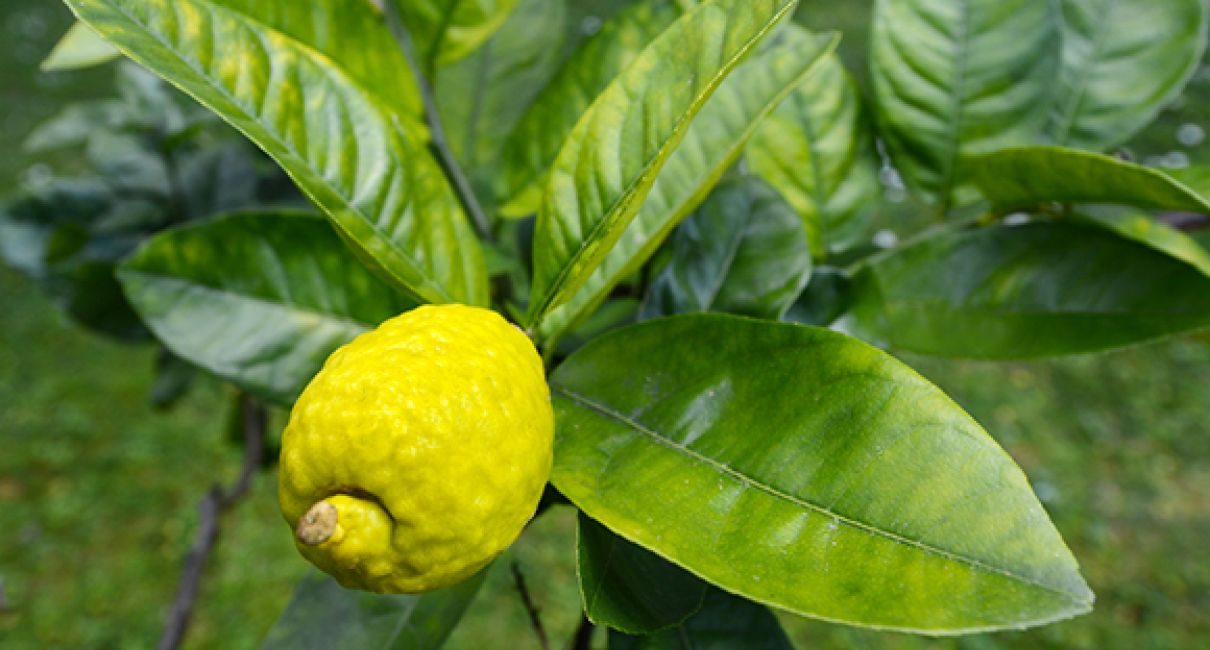 The Four Species of Sukkot Explained | Tel Aviv University | Tel Aviv ...