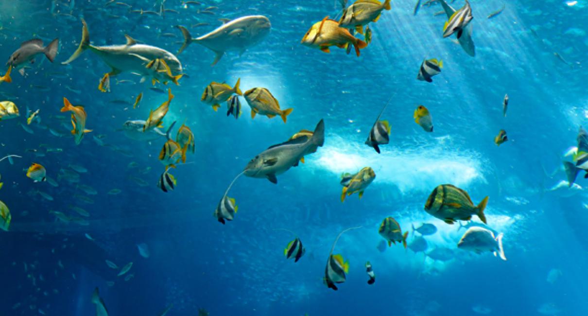 Lots of fish in the sea? Bioinvasion causes "irreversible damage" in ...