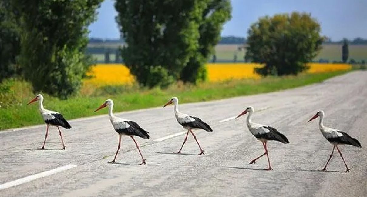 How are the Birds Coping with Climate Change? | Tel Aviv University ...